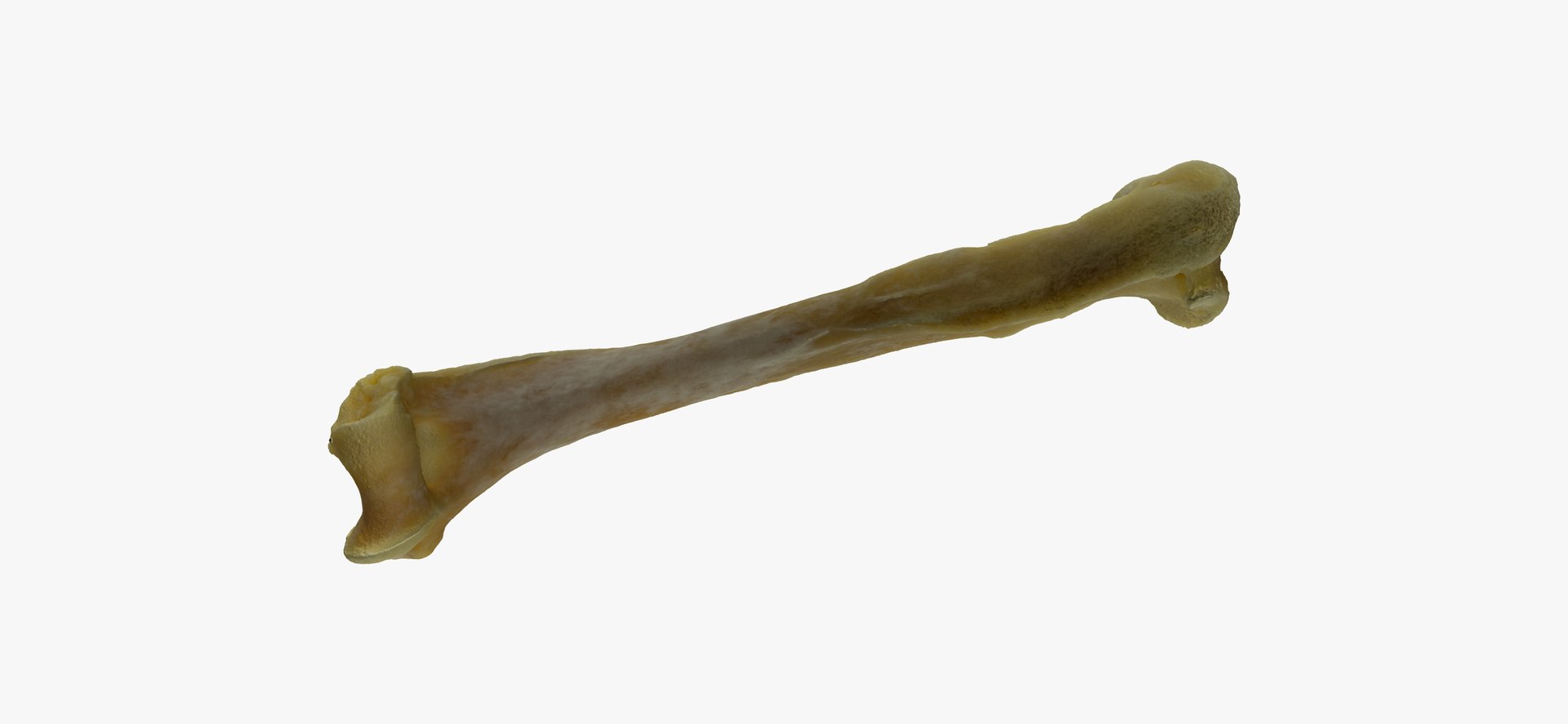 3D Pavian Monkey Male Humerus Bone 01 RAW Scan Model - TurboSquid 1715471