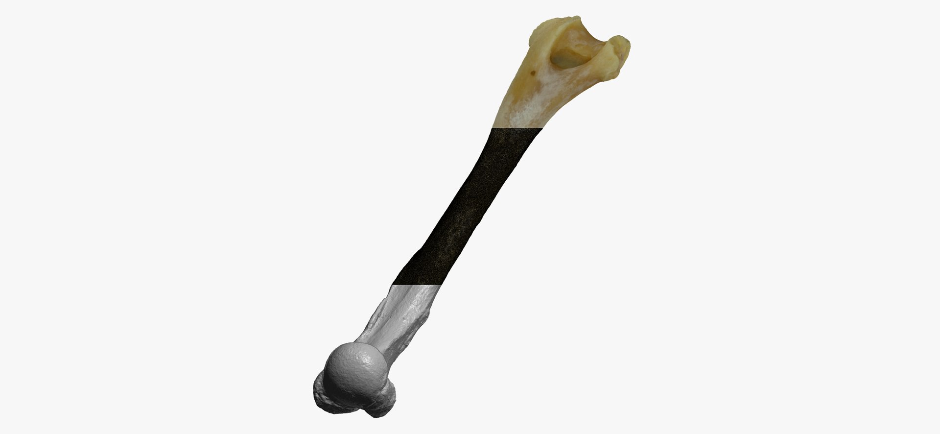 3D Pavian Monkey Male Humerus Bone 01 RAW Scan Model - TurboSquid 1715471