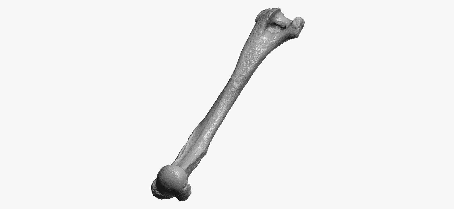 3D Pavian Monkey Male Humerus Bone 01 RAW Scan Model - TurboSquid 1715471