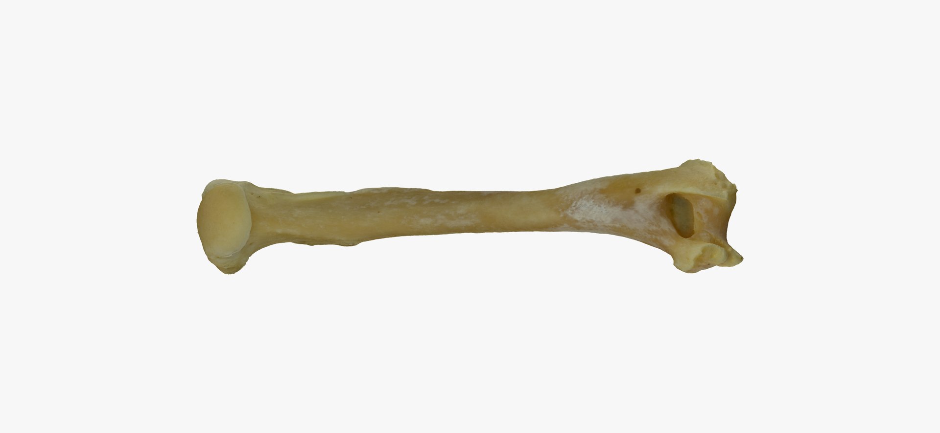 3D Pavian Monkey Male Humerus Bone 01 RAW Scan Model - TurboSquid 1715471