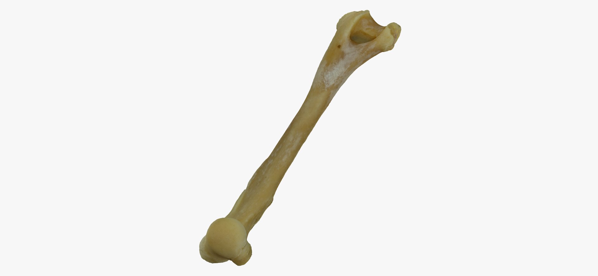 3D Pavian Monkey Male Humerus Bone 01 RAW Scan Model - TurboSquid 1715471