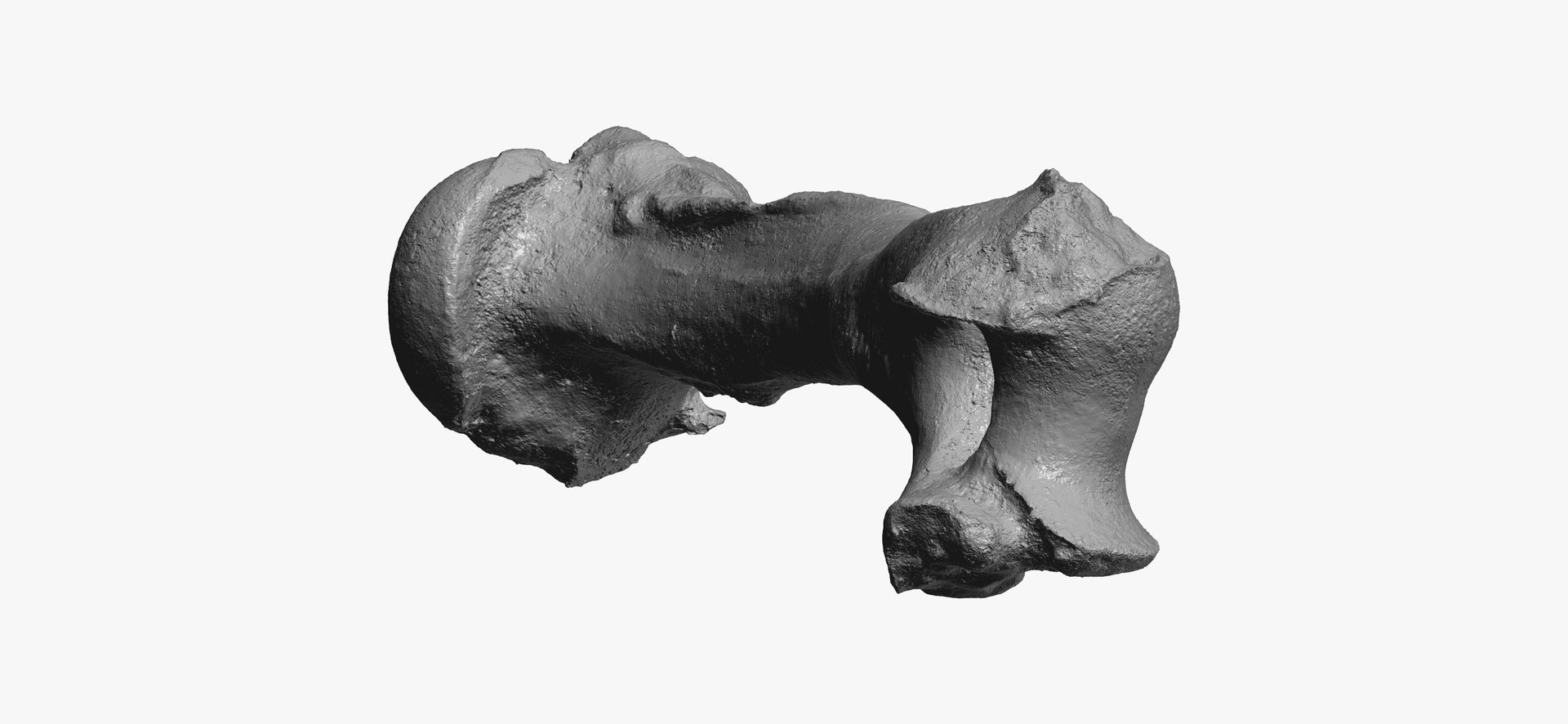 3D Pavian Monkey Male Humerus Bone 01 RAW Scan Model - TurboSquid 1715471