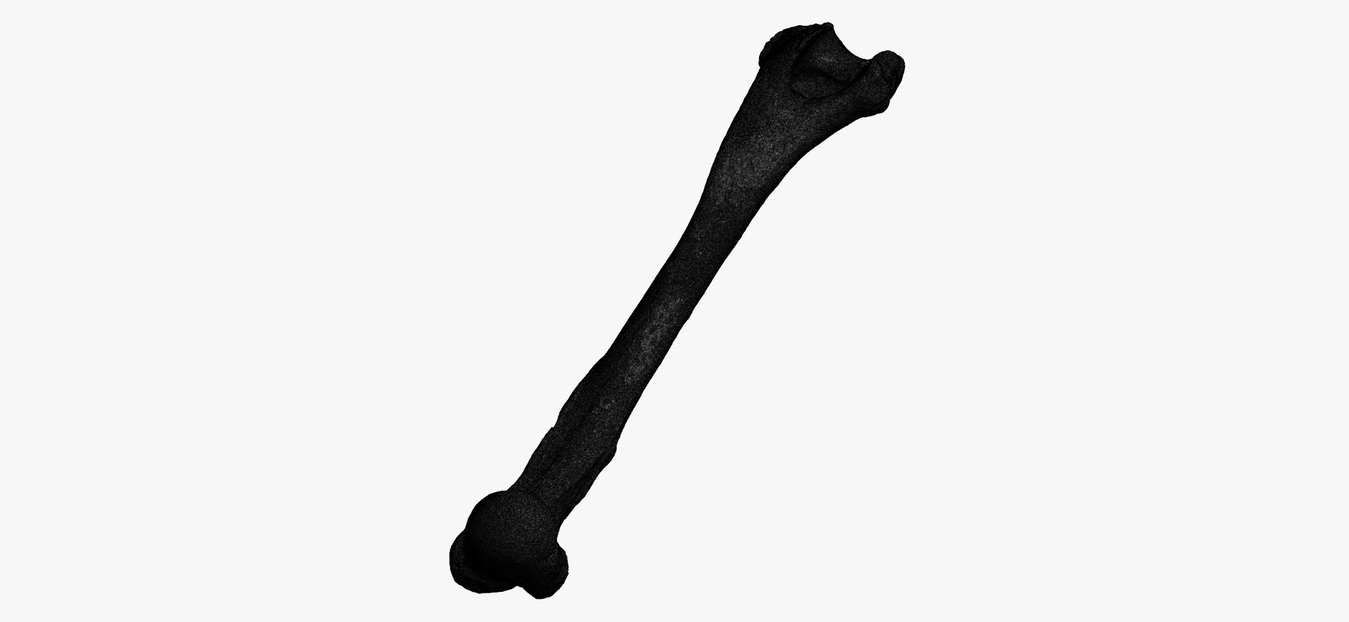 3D Pavian Monkey Male Humerus Bone 01 RAW Scan Model - TurboSquid 1715471