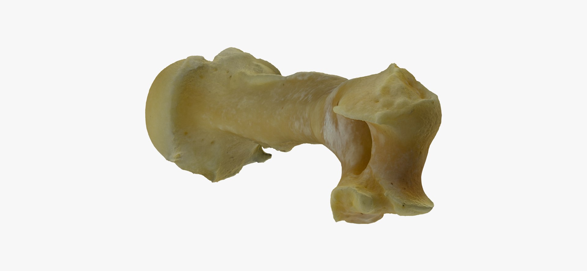 3D Pavian Monkey Male Humerus Bone 01 RAW Scan Model - TurboSquid 1715471