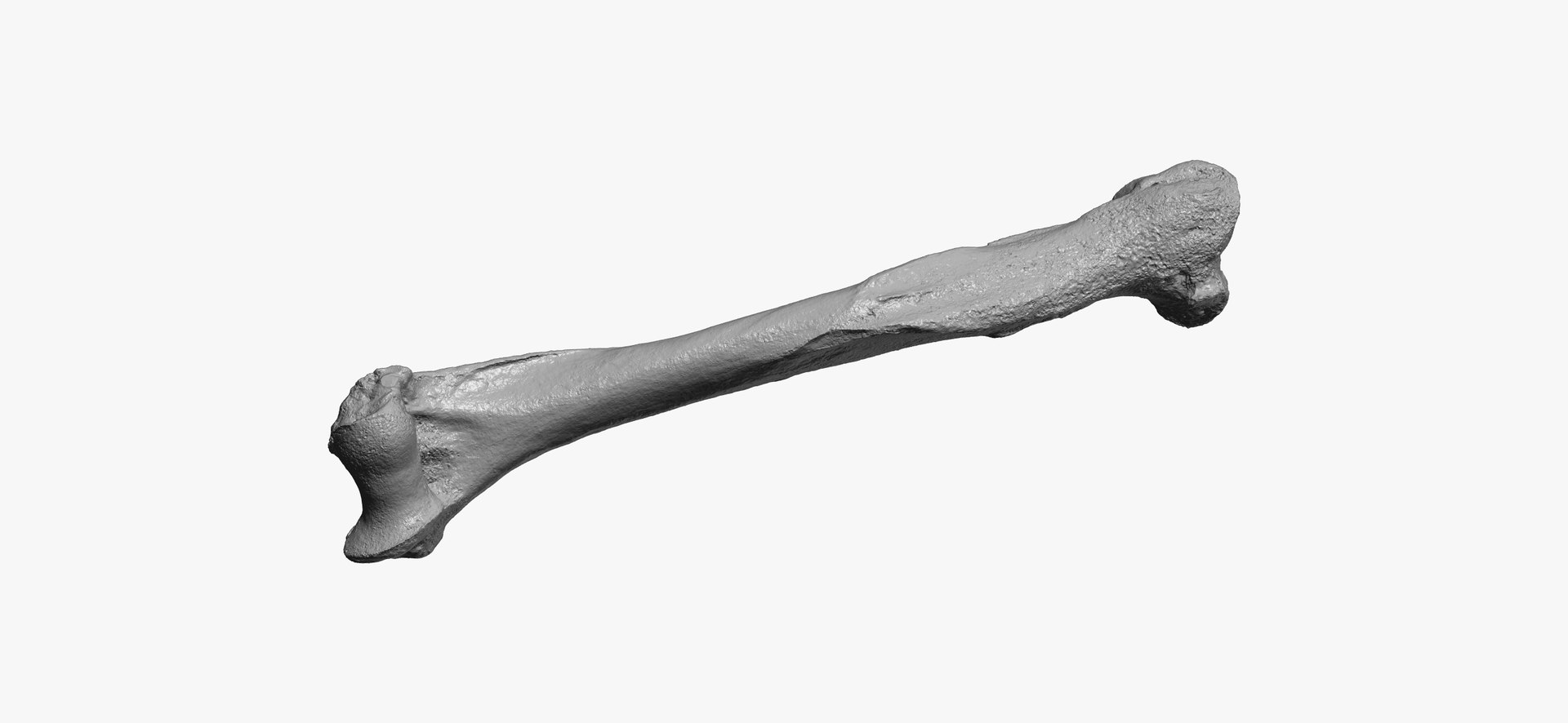 3D Pavian Monkey Male Humerus Bone 01 RAW Scan Model - TurboSquid 1715471