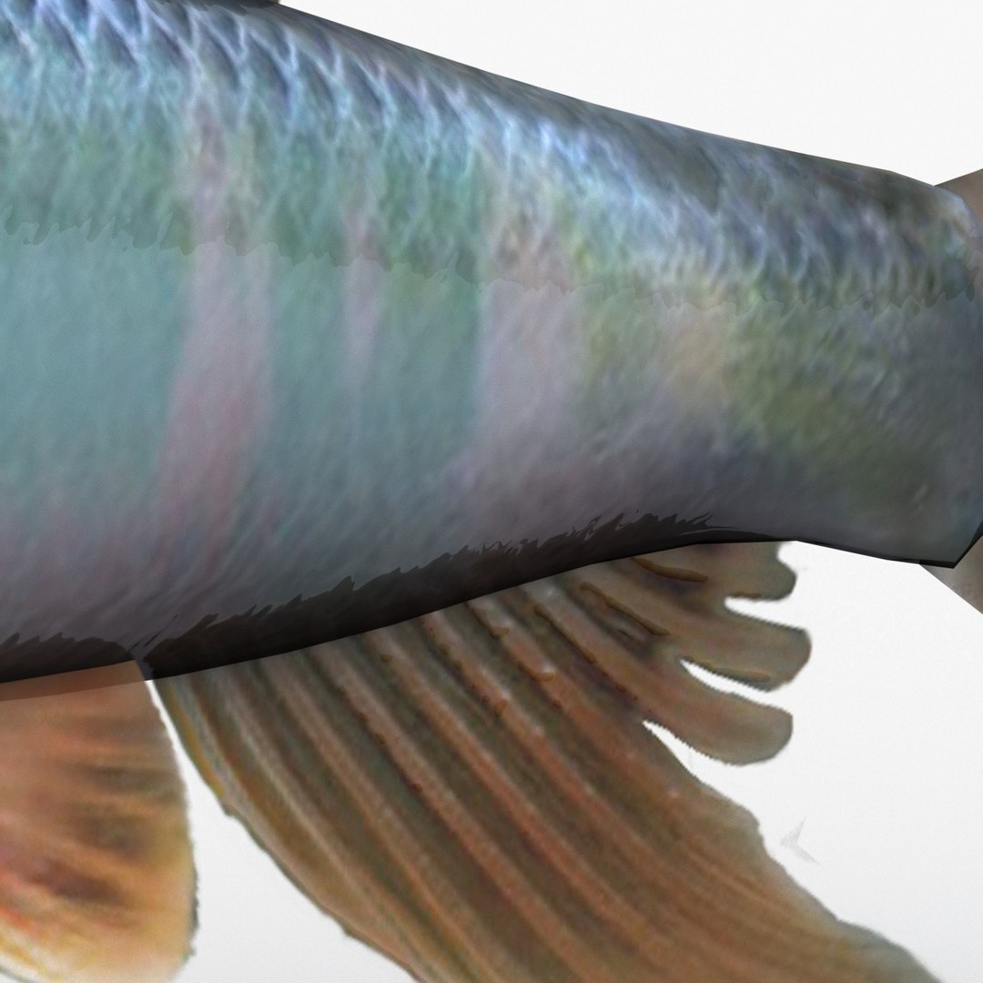 3D Zacco Platypus Fish - TurboSquid 1485024