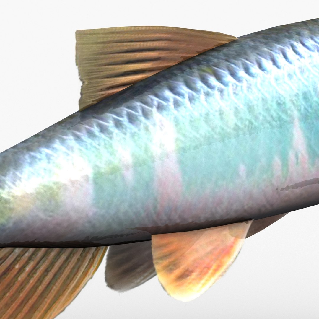 3D Zacco Platypus Fish - TurboSquid 1485024