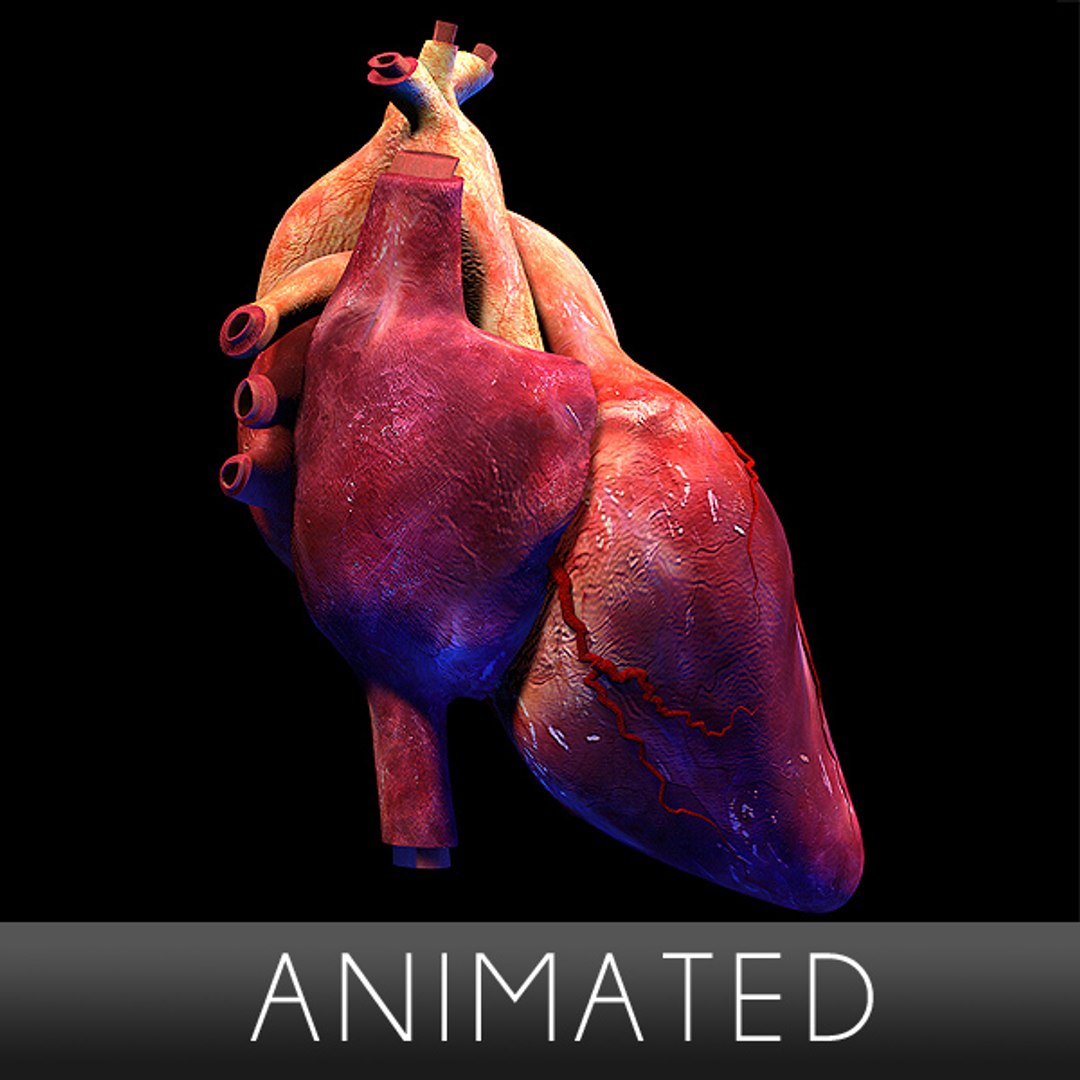 3d human heart animation