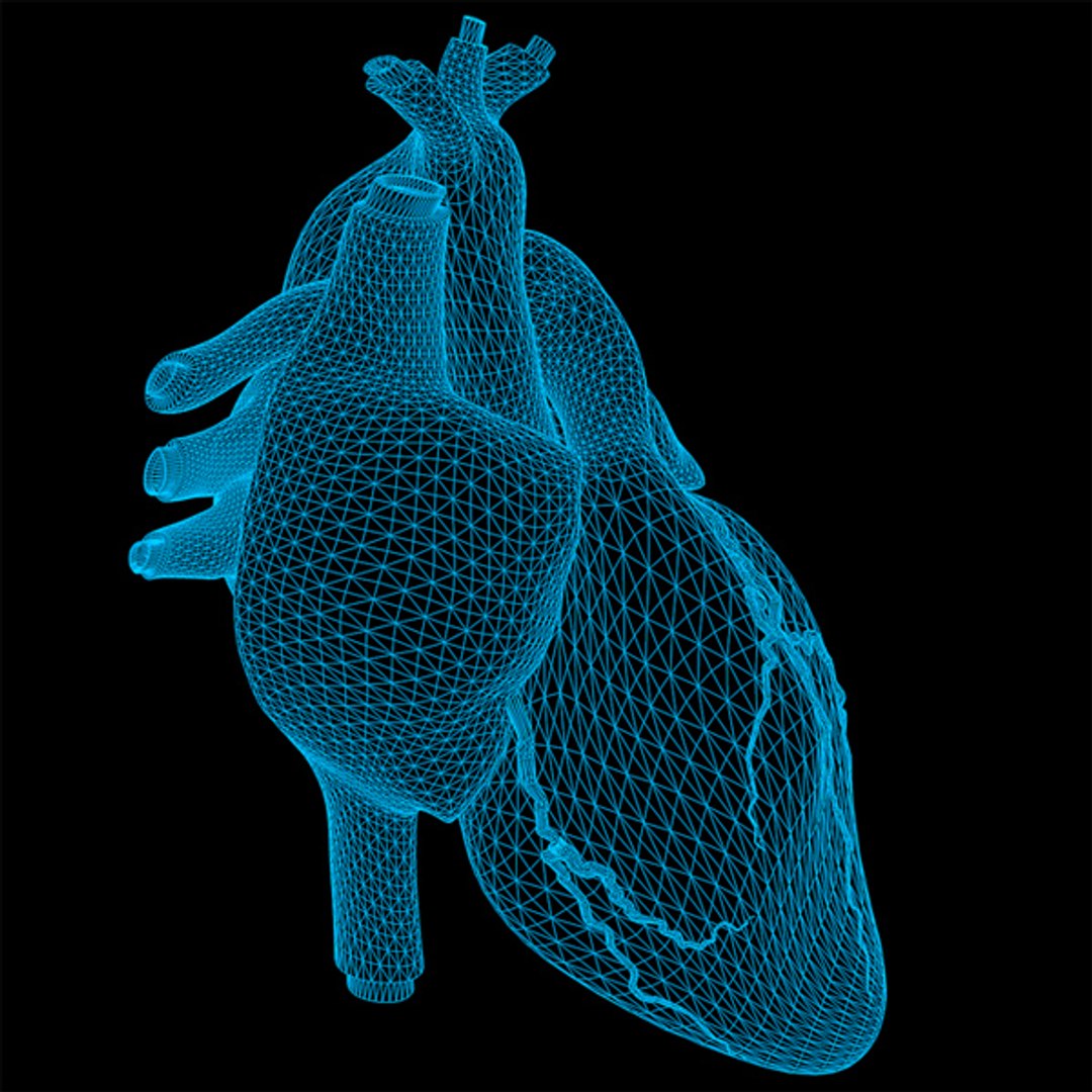 3d human heart animation