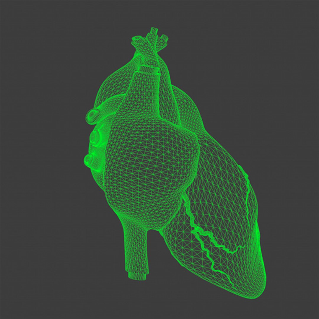 3d human heart animation