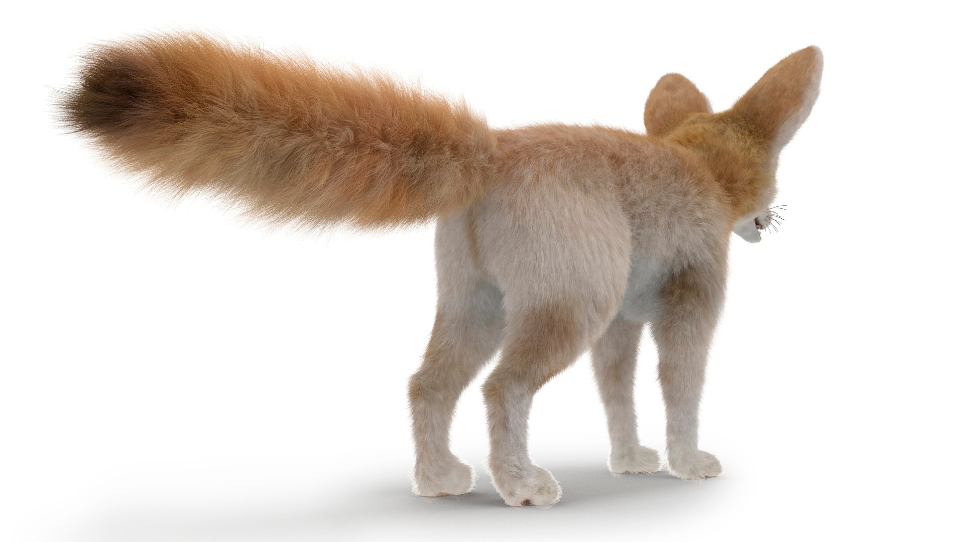 3D Fennec Fox Fur - TurboSquid 2182905
