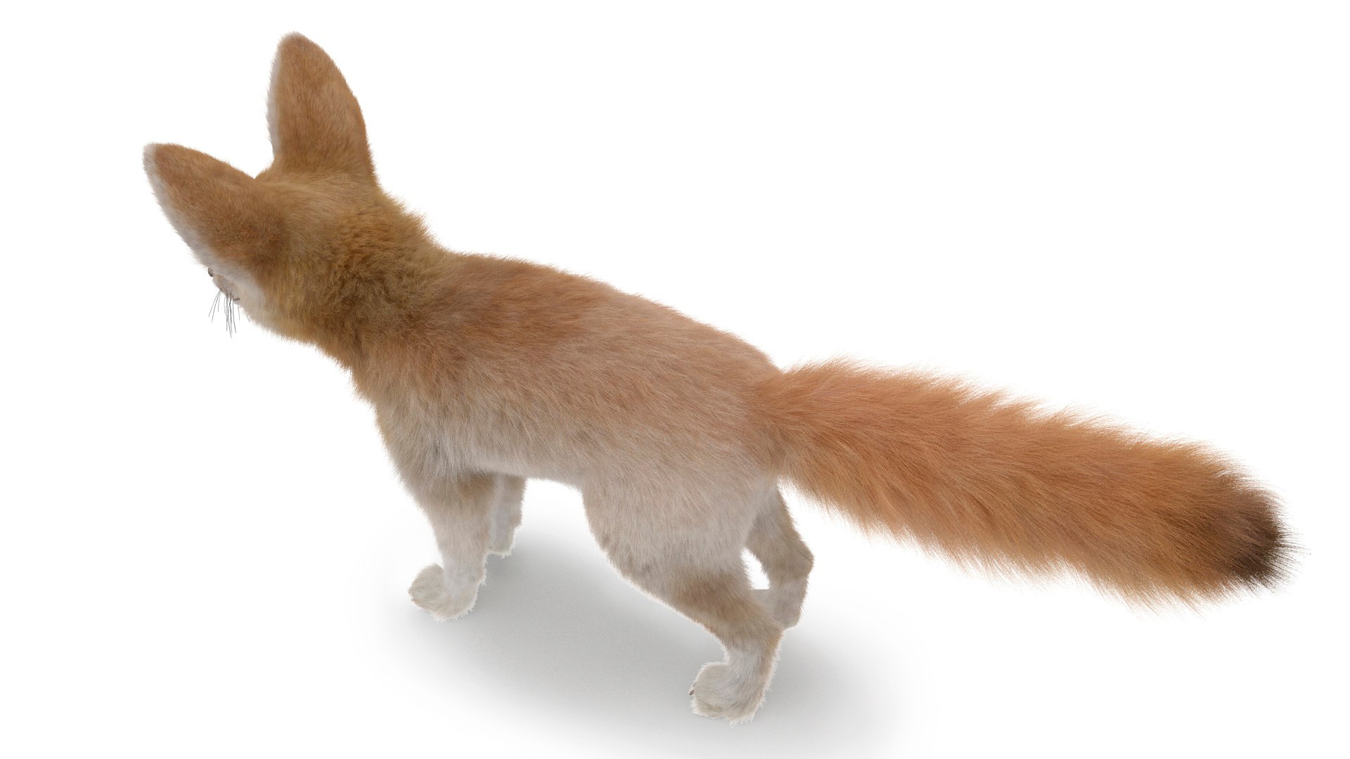 3D Fennec Fox Fur - TurboSquid 2182905