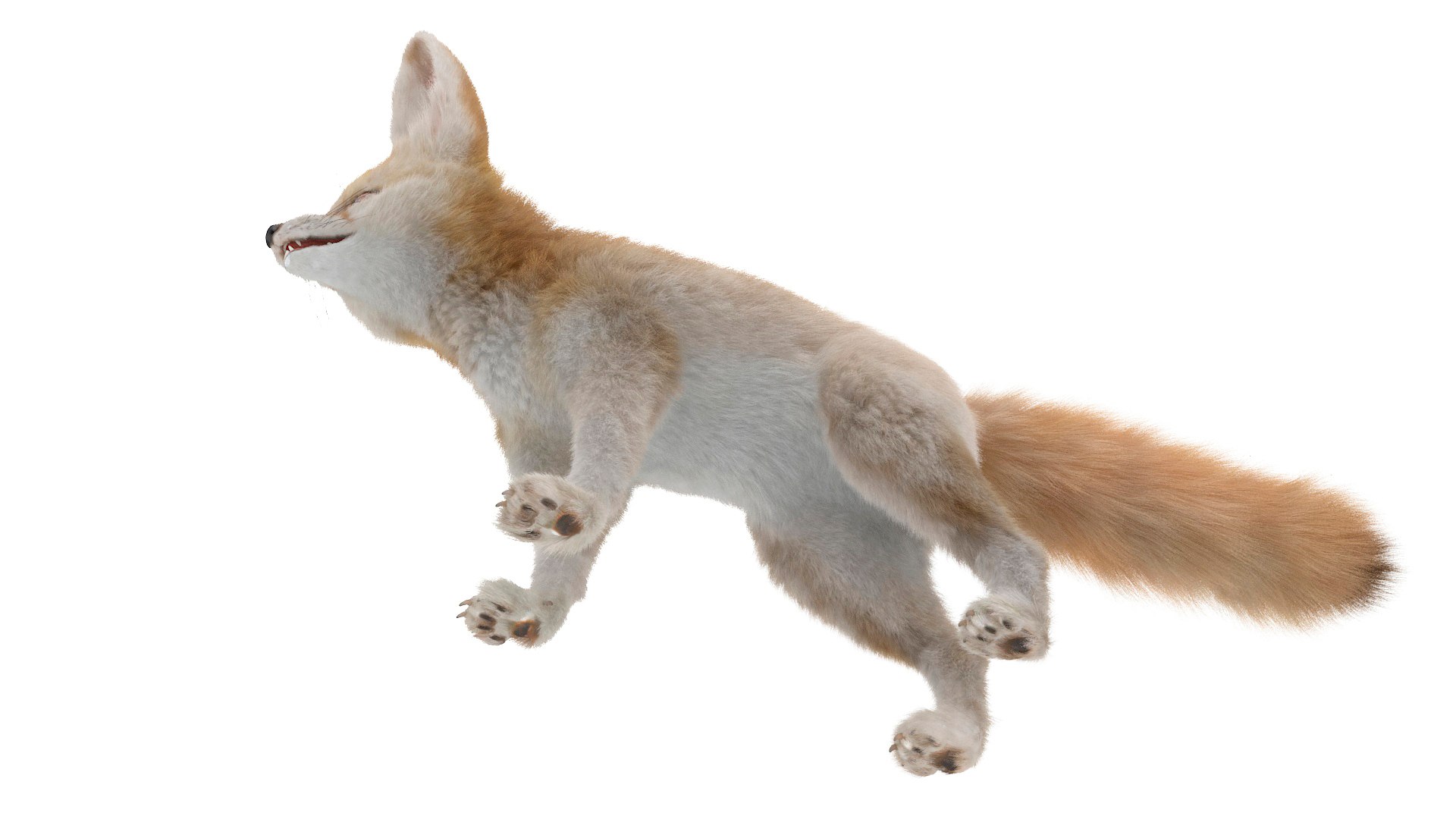 3D Fennec Fox Fur - TurboSquid 2182905