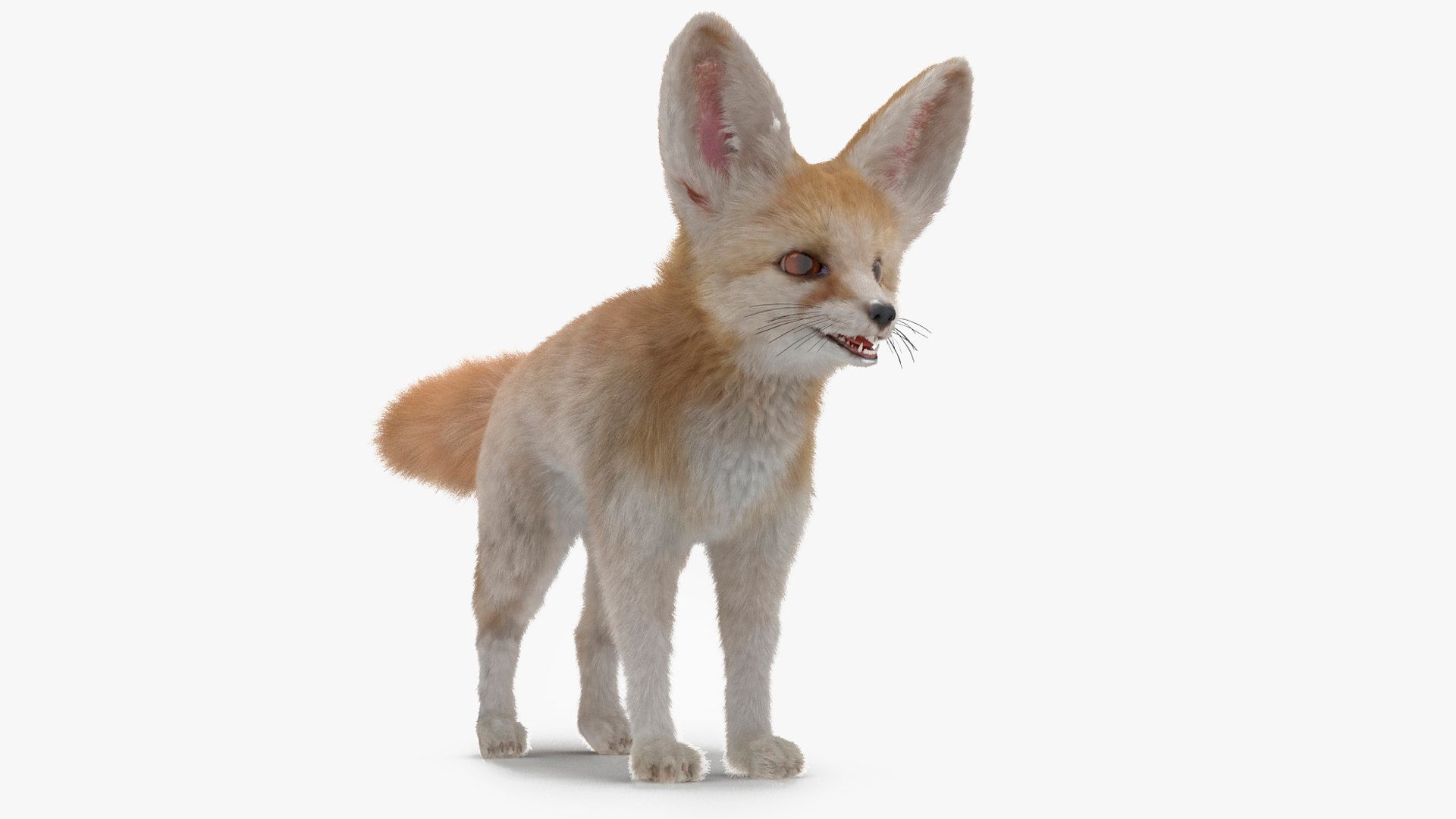 3D Fennec Fox Fur - TurboSquid 2182905