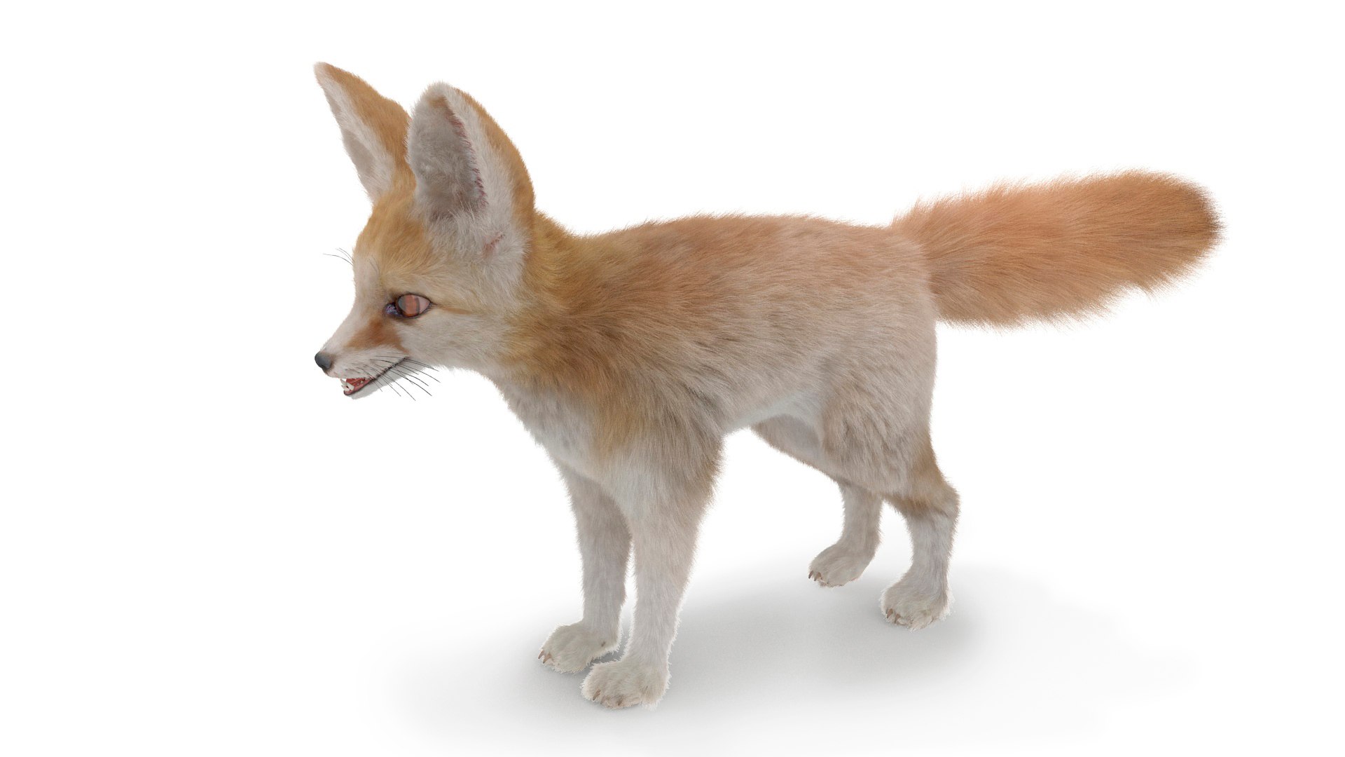3D Fennec Fox Fur - TurboSquid 2182905