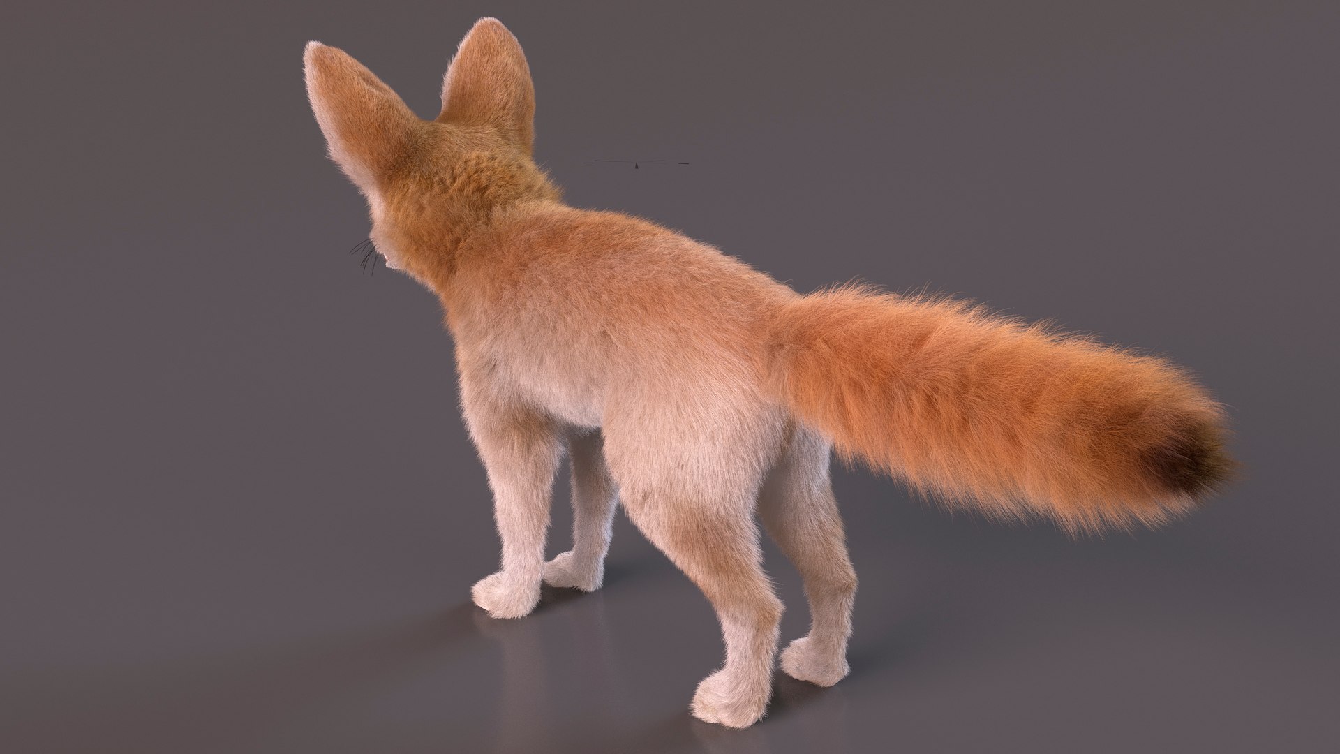 3D Fennec Fox Fur - TurboSquid 2182905