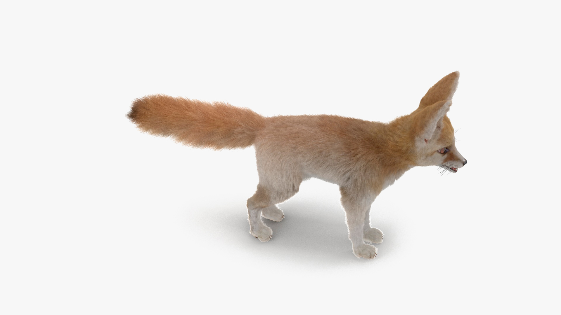 3D Fennec Fox Fur - TurboSquid 2182905