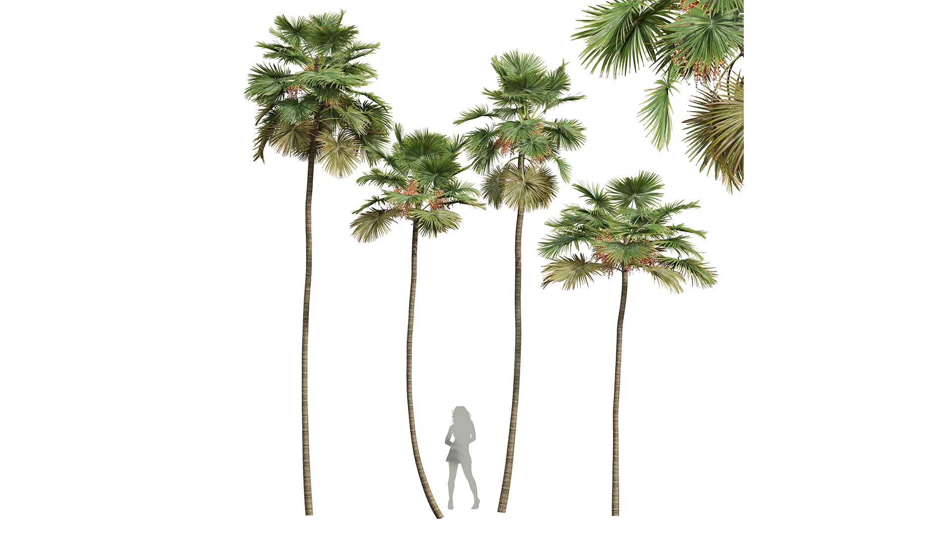 3D New Plant High Detail Saribus Rotundifolius Fruit Model - TurboSquid ...