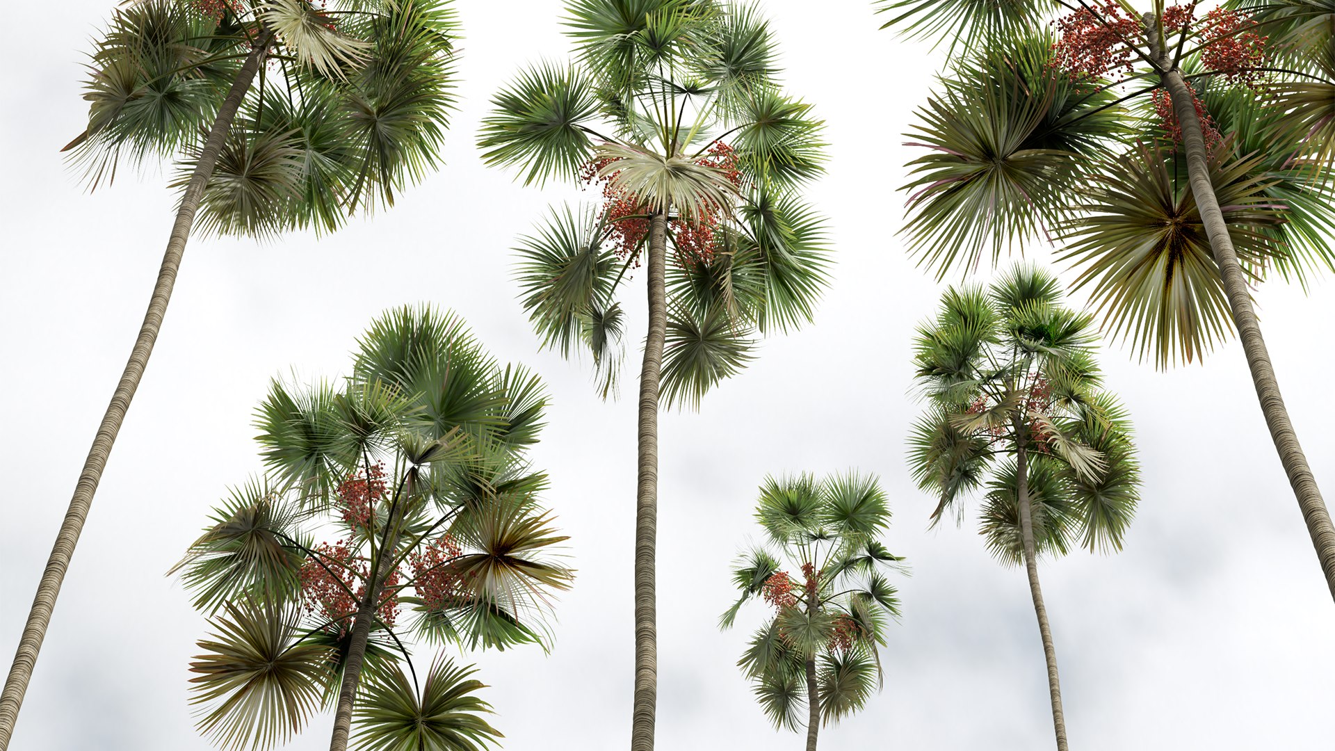 3D New Plant High Detail Saribus Rotundifolius Fruit Model - TurboSquid ...