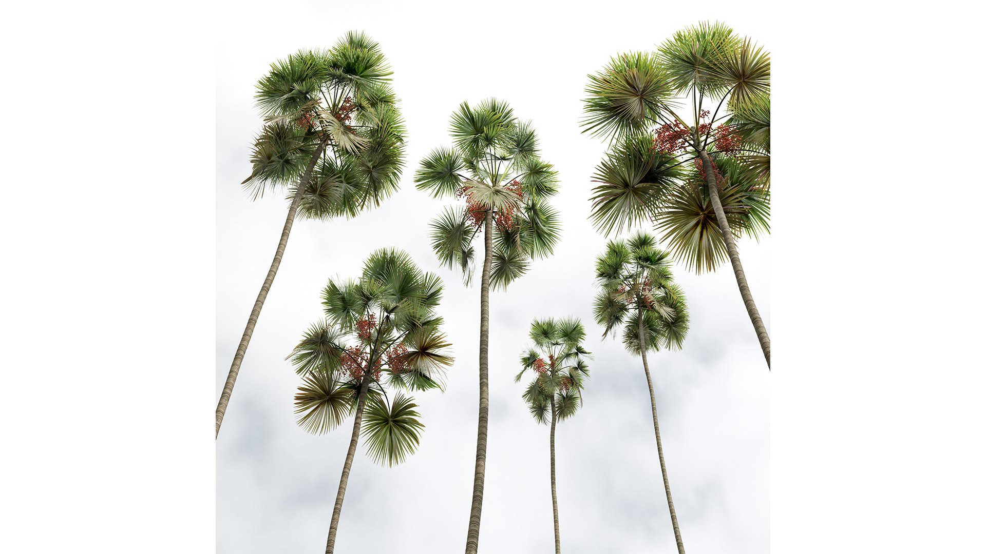 3D New Plant High Detail Saribus Rotundifolius Fruit Model - TurboSquid ...