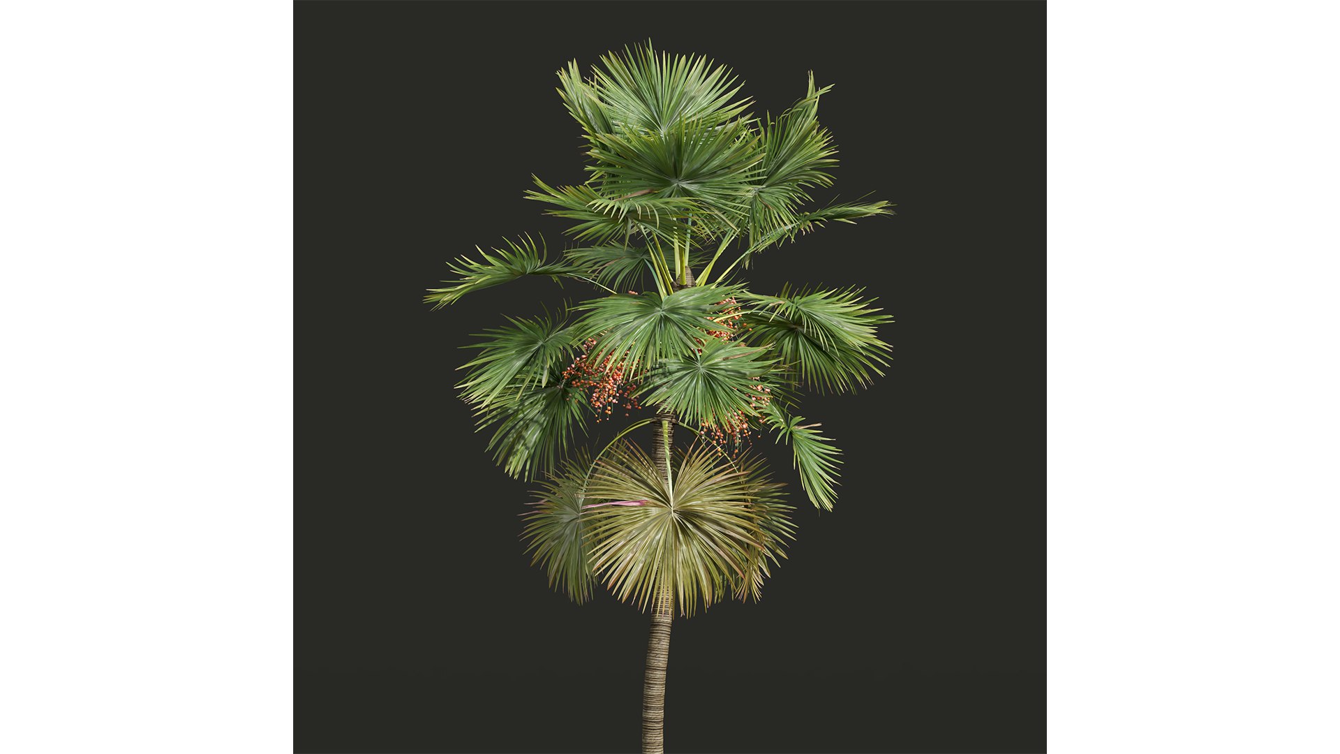 3D New Plant High Detail Saribus Rotundifolius Fruit Model - TurboSquid ...