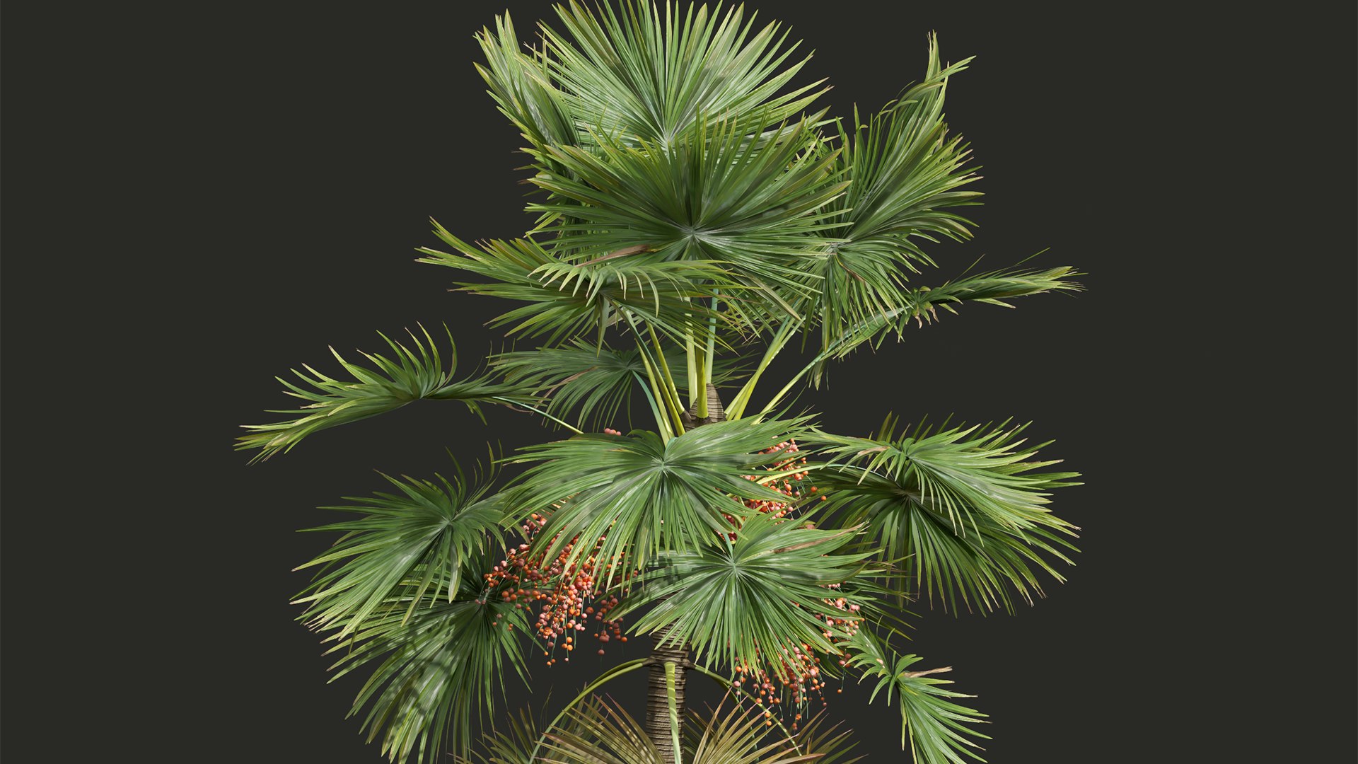 3D New Plant High Detail Saribus Rotundifolius Fruit Model - TurboSquid ...