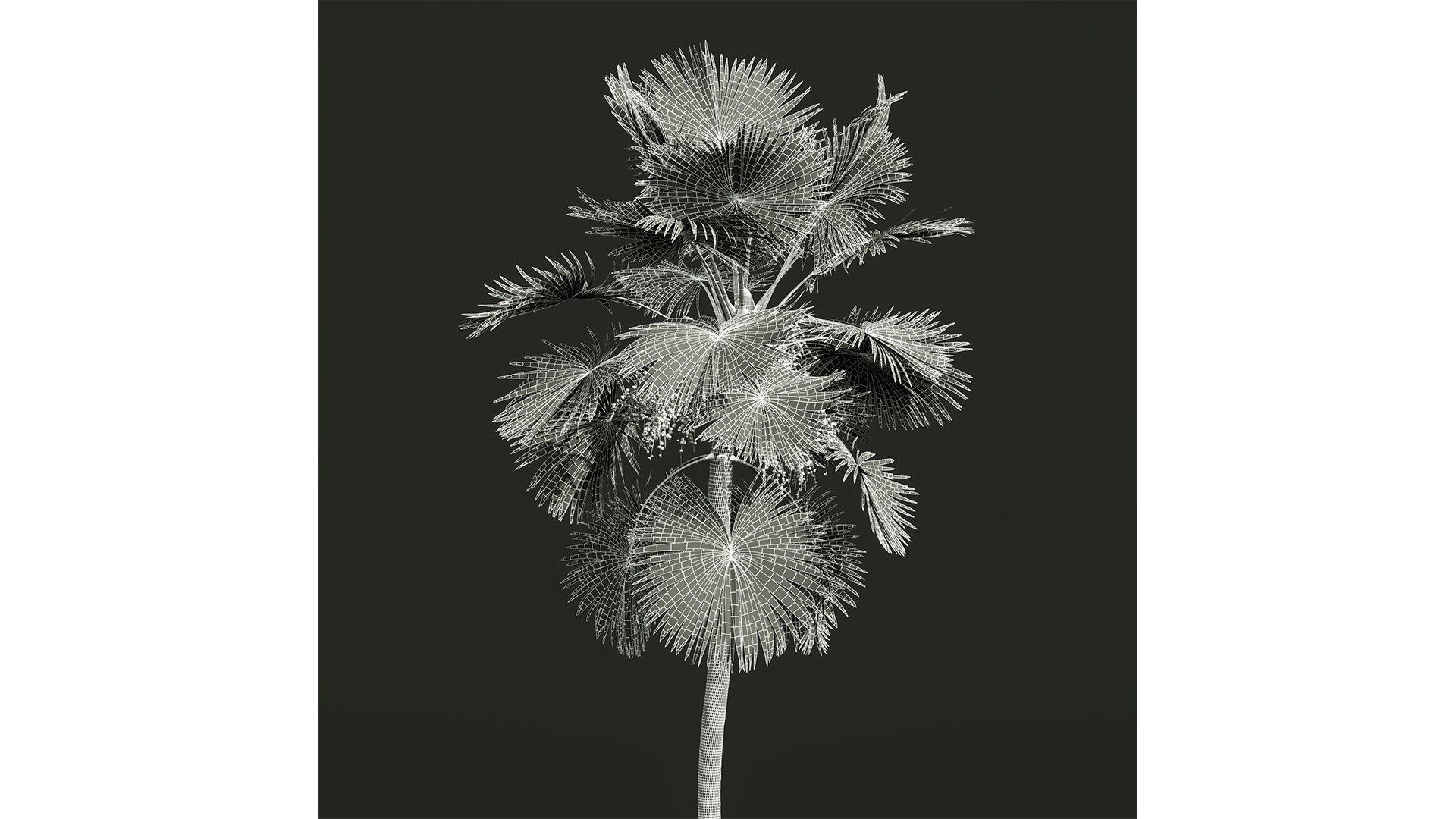 3D New Plant High Detail Saribus Rotundifolius Fruit Model - TurboSquid ...