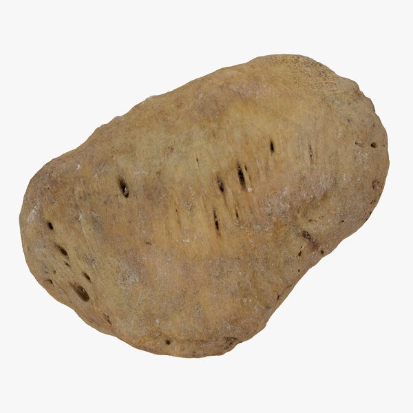 modelo 3d Hueso rotuliano humano real - Rótula 01 ESCANEADO SIN ...