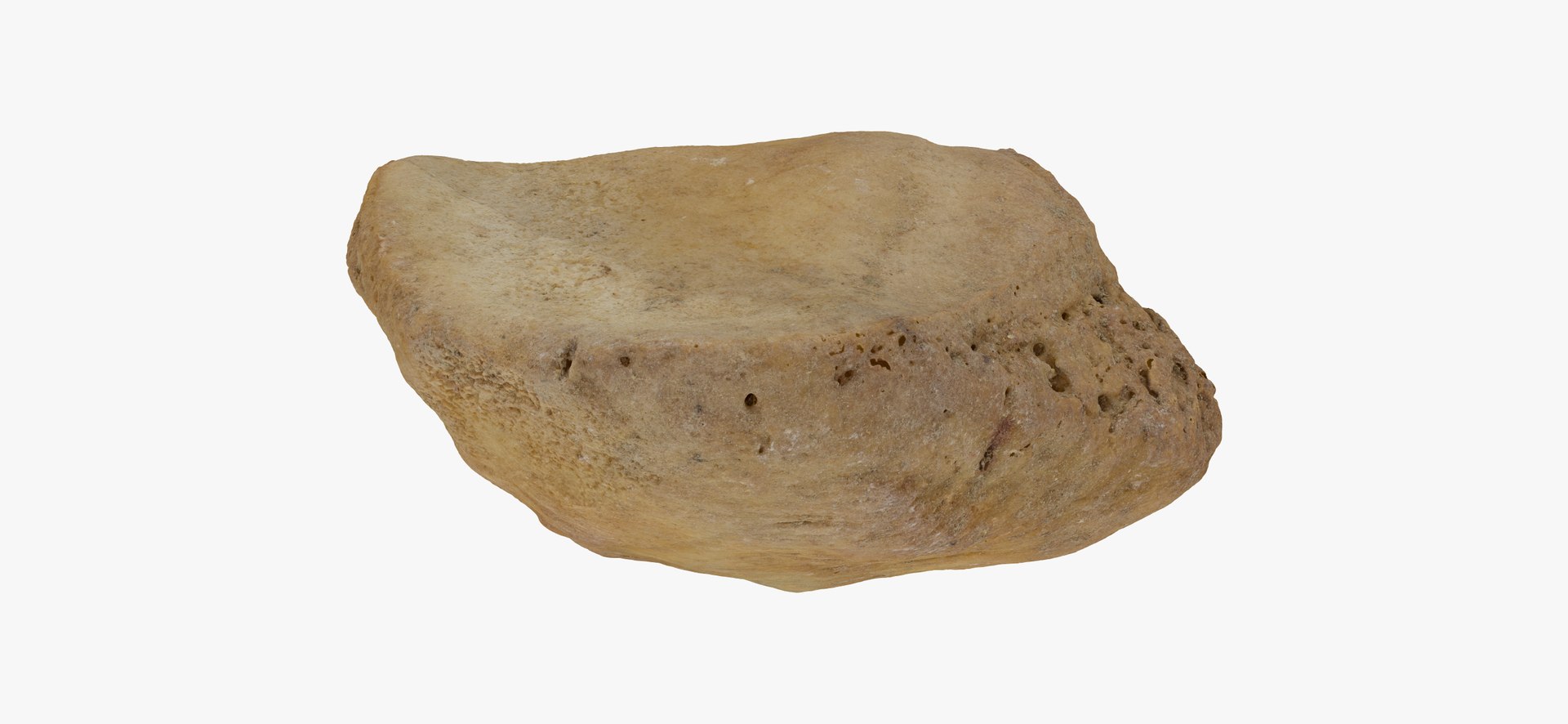 Human Patella Bone - Model - TurboSquid 1537163
