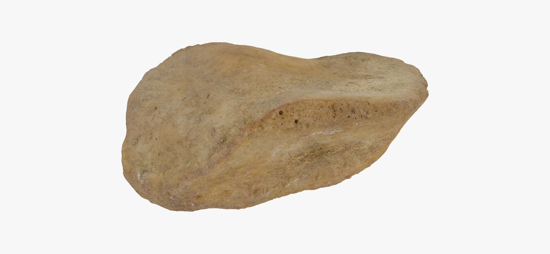 Human Patella Bone - Model - TurboSquid 1537163