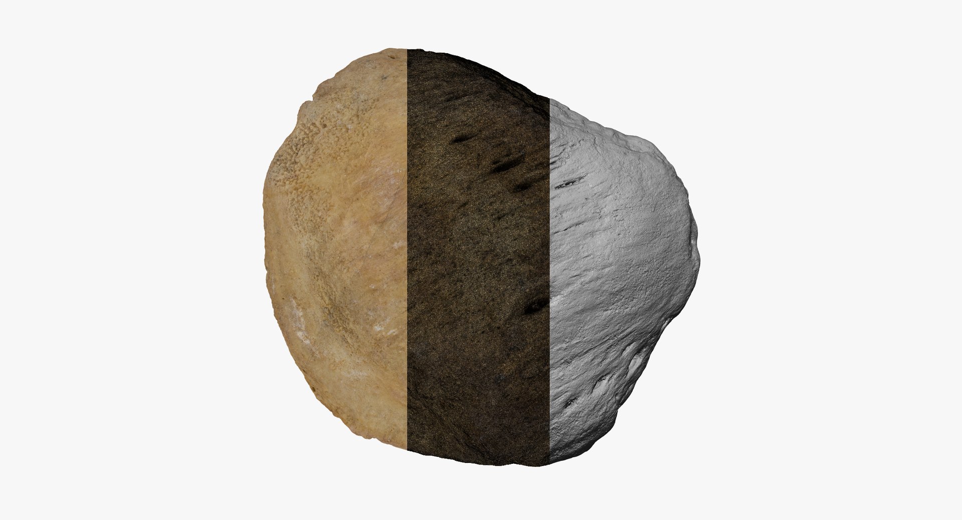 Human Patella Bone - Model - TurboSquid 1537163