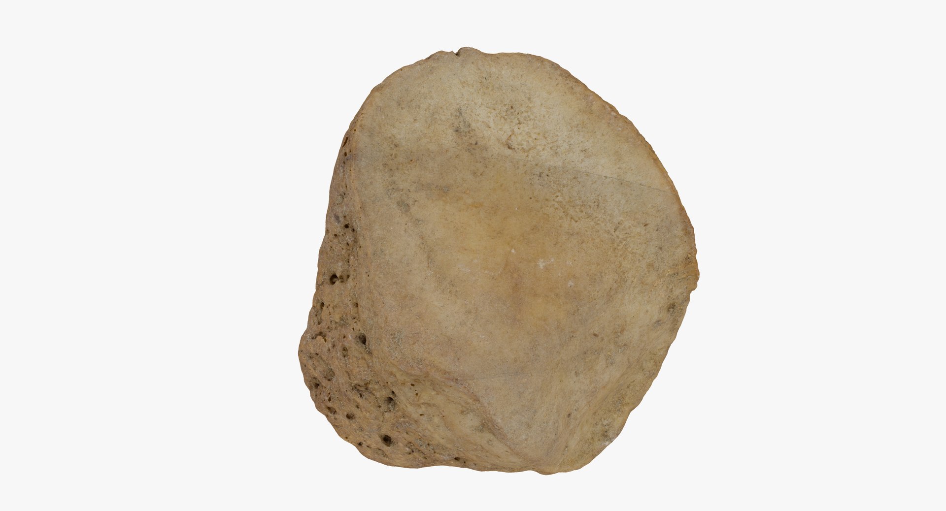 Human Patella Bone - Model - TurboSquid 1537163