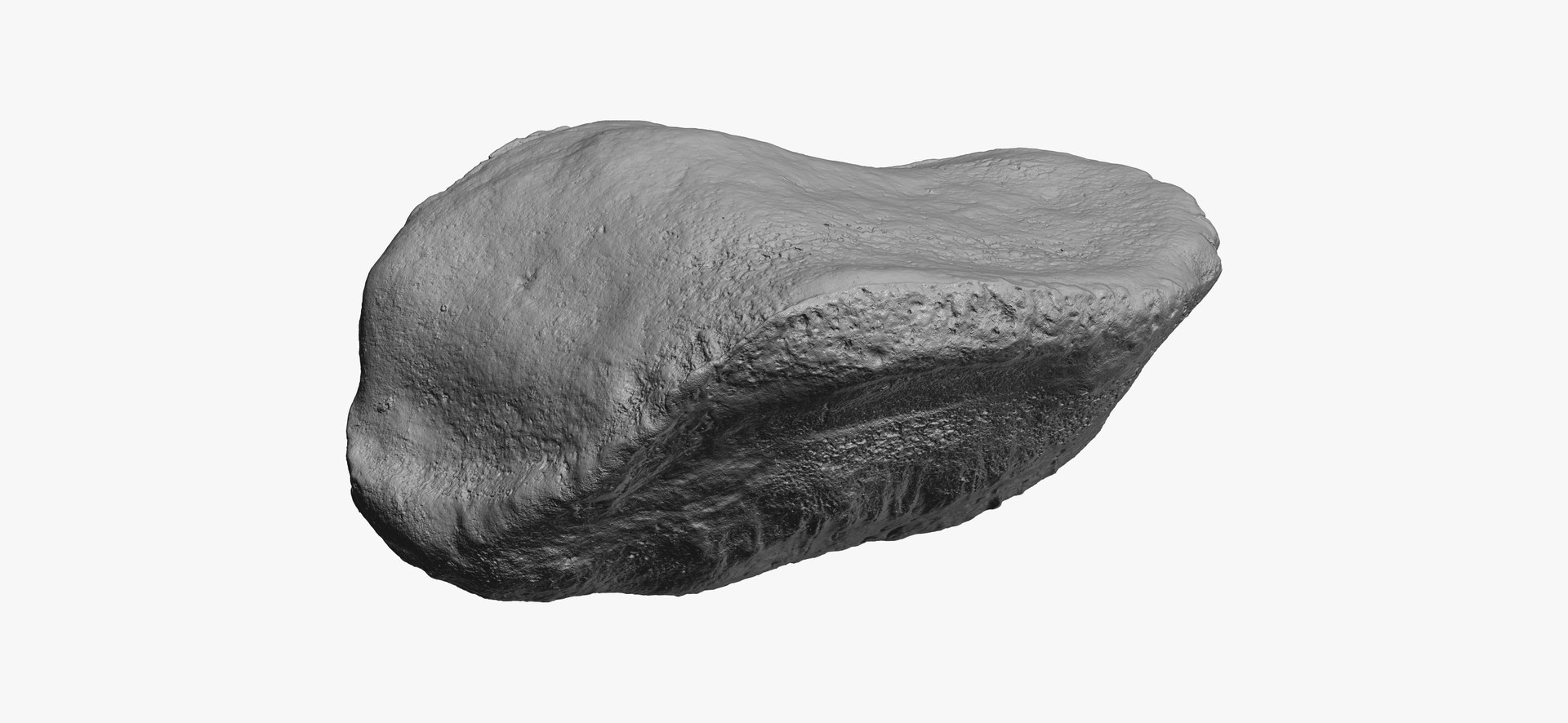 Human Patella Bone - Model - TurboSquid 1537163