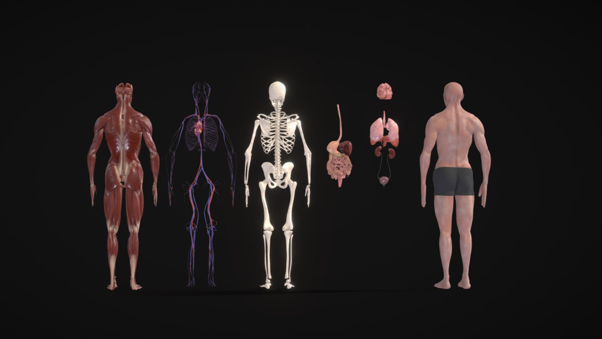 Animated Full Human Body Anatomy 3D - TurboSquid 2218229