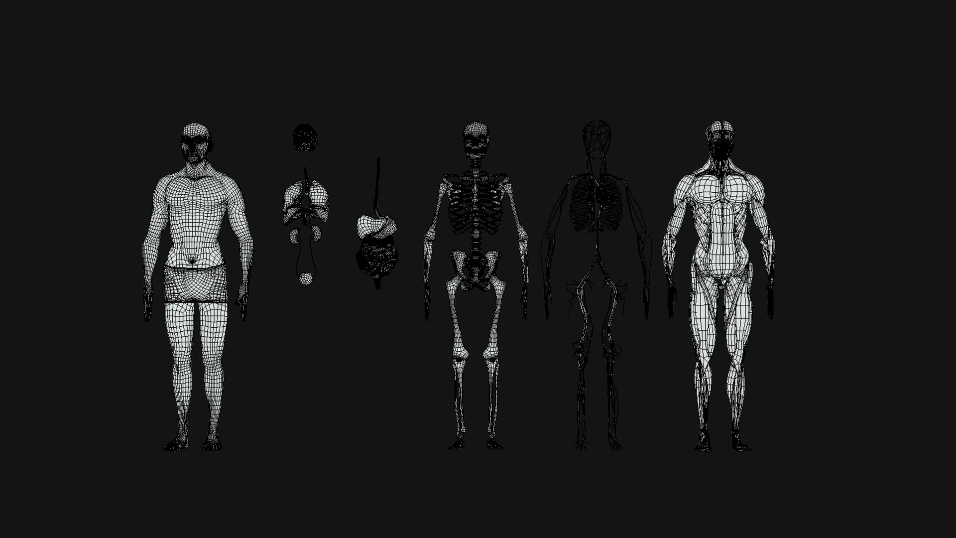 Animated Full Human Body Anatomy 3D - TurboSquid 2218229