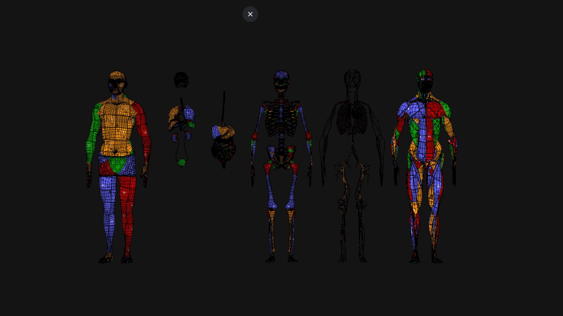Animated Full Human Body Anatomy 3D - TurboSquid 2218229