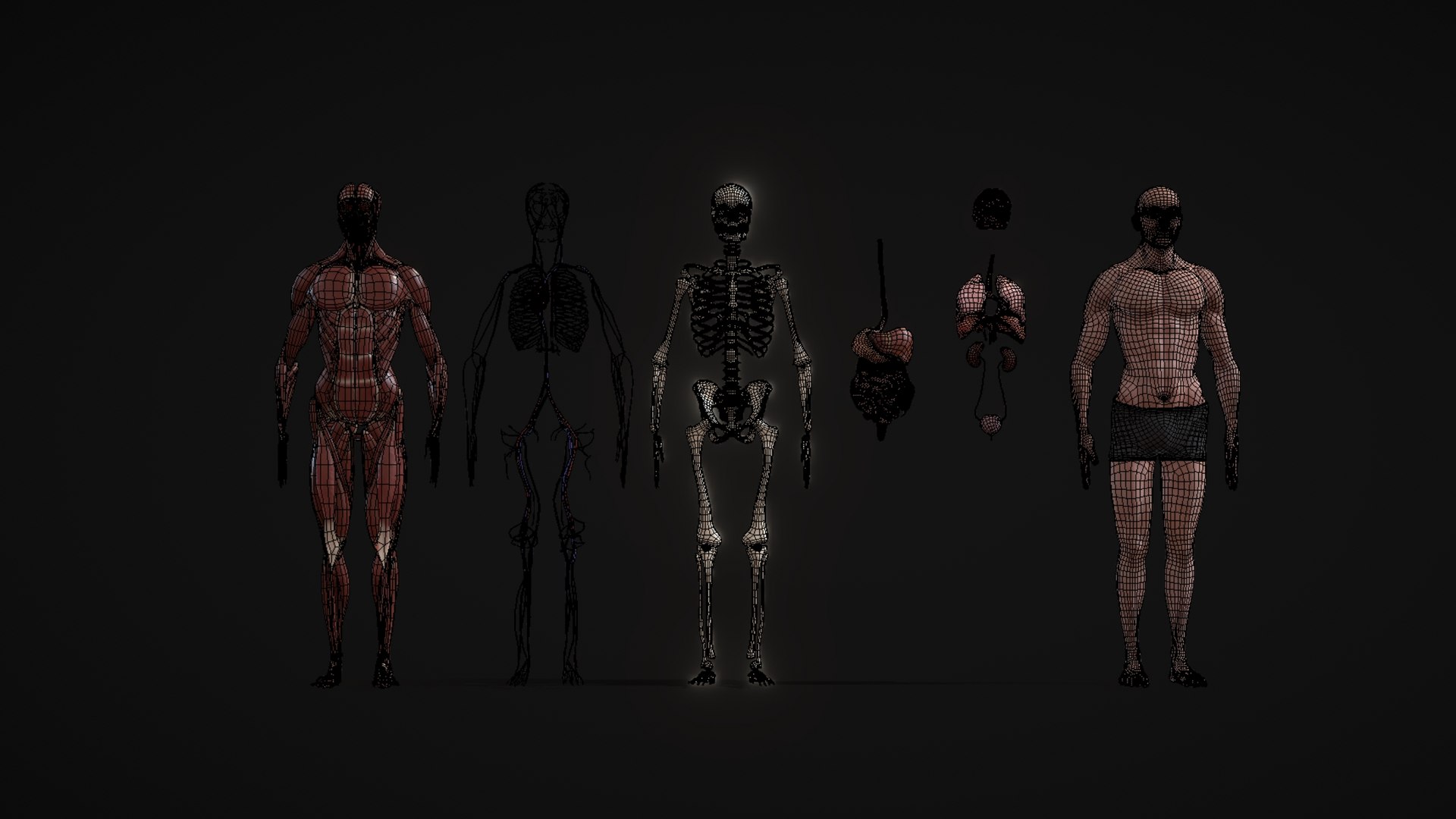 Animated Full Human Body Anatomy 3D - TurboSquid 2218229