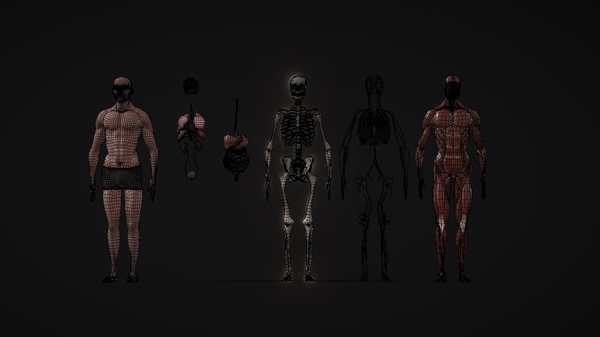Animated Full Human Body Anatomy 3D - TurboSquid 2218229