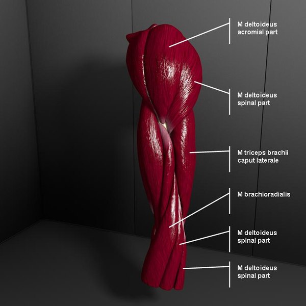 3d ultimate human upper arm