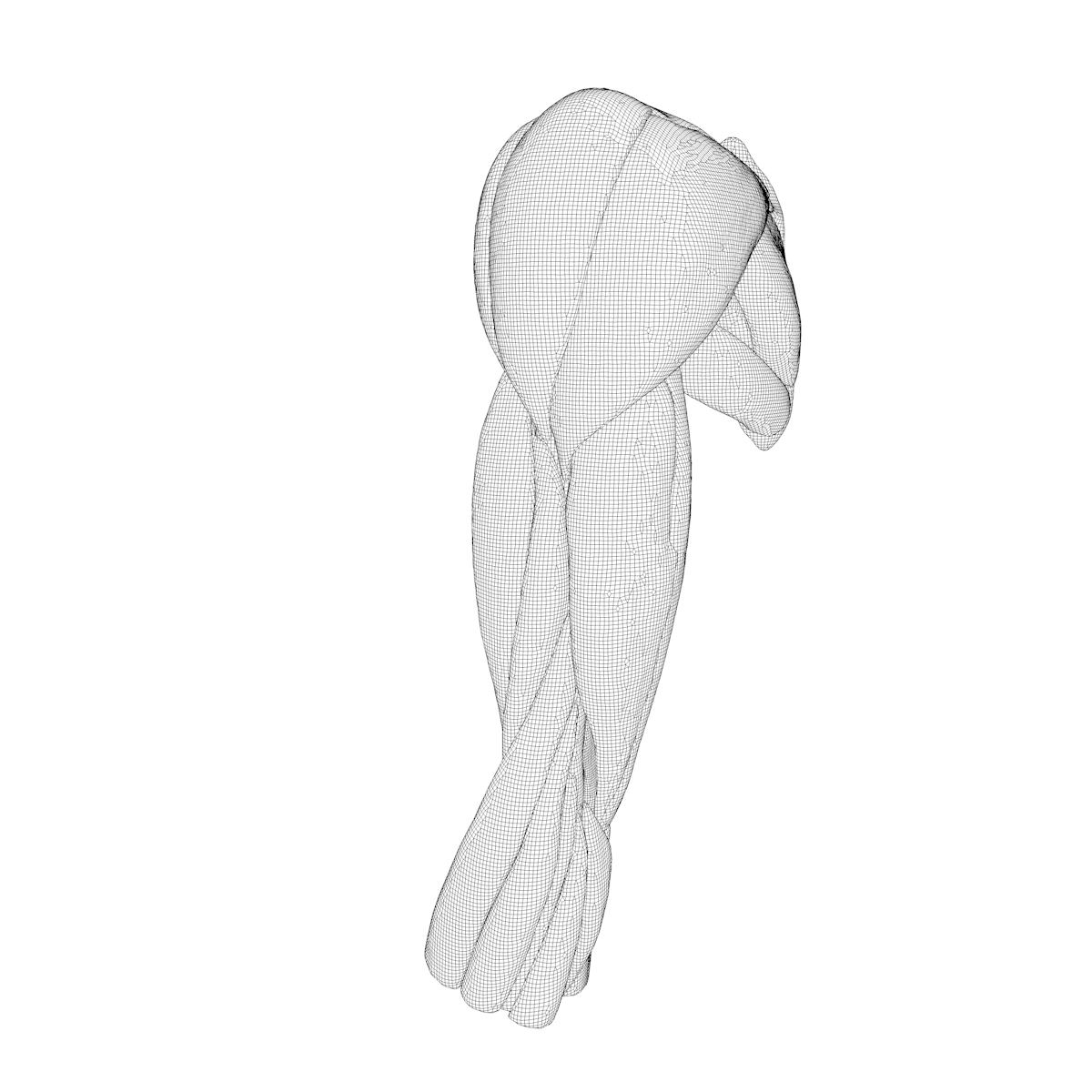 3d ultimate human upper arm