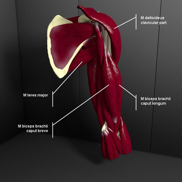 3d ultimate human upper arm