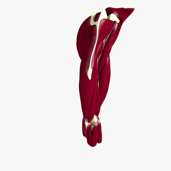 3d ultimate human upper arm