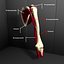 3d Ultimate Human Upper Arm
