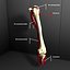 3d Ultimate Human Upper Arm
