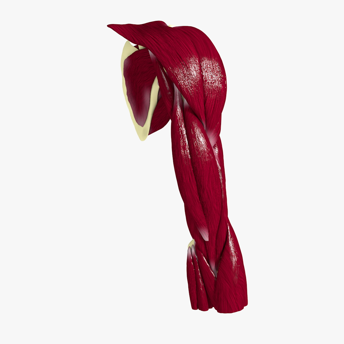 3d ultimate human upper arm