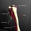 3d Ultimate Human Upper Arm