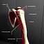 3d Ultimate Human Upper Arm