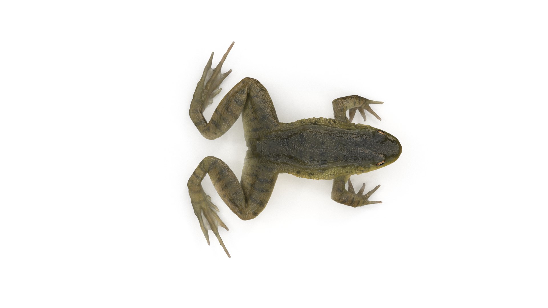 Swimming Northern Green Frog Rigged 3D Model - TurboSquid 1985117