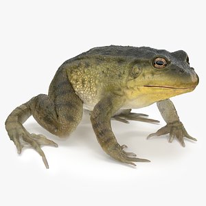 Free 3D Frog Models | TurboSquid
