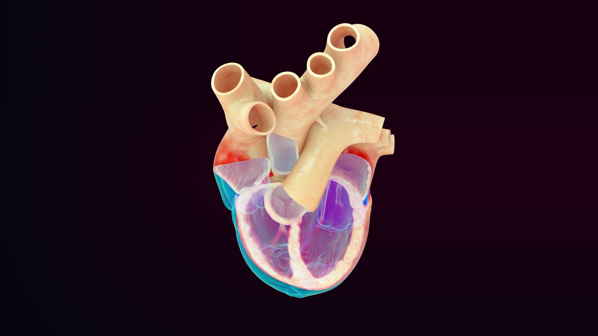 3D Medically Accurate Cross-Section Of The Human Heart Animated - TurboSquid 2187102